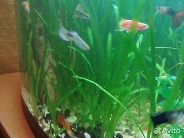 Трава для аквариума