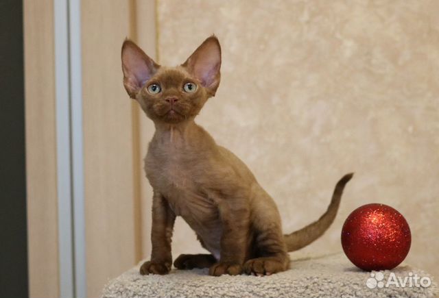 Котик цвета корицы