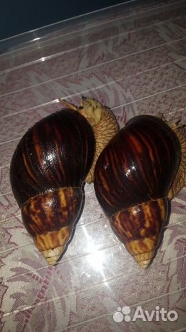 Ахатины иммакулята