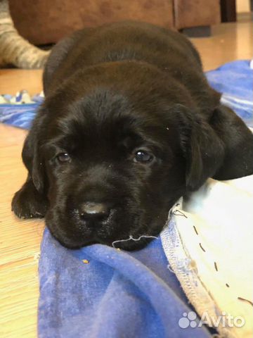 Мальчуган Лабрадора