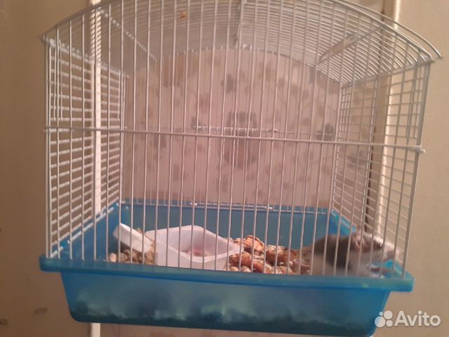 Продаю декоративного крысенка