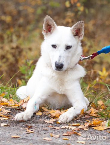 Глухая собака Белла