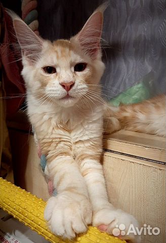 Ксавьер-великолепный кунёнок