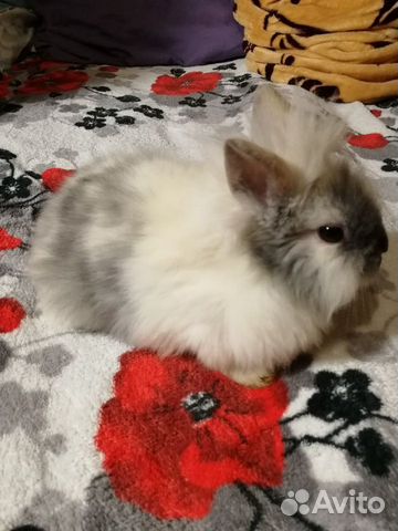 Кролики декоративные