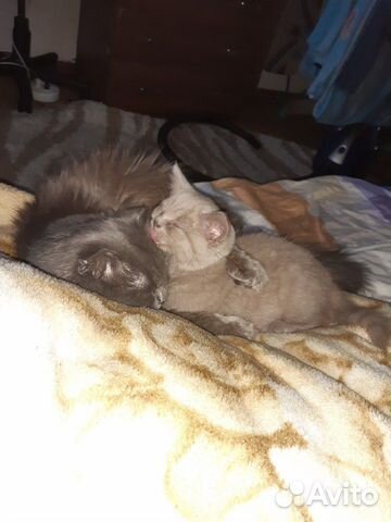 Котёнок