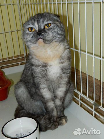 Ищем добрые руки