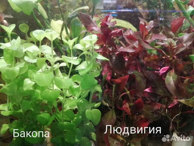 Растения для аквариума