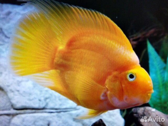 Рыба попугай