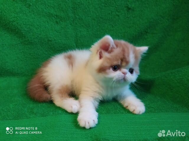 Котенок девочка экзотка