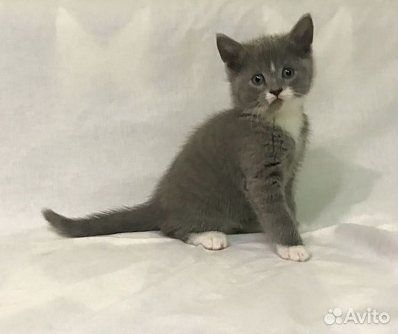 Чудесные котята