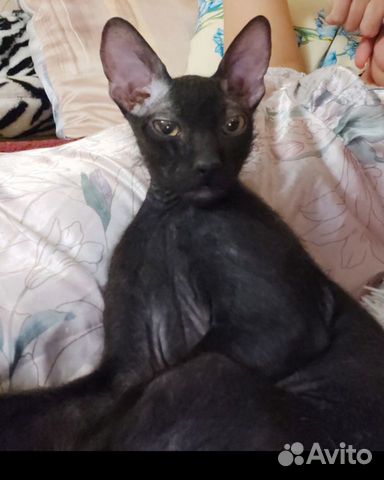 Донской сфинкс