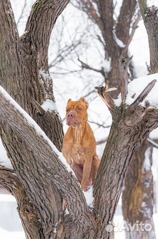 Подрощенный щенок апбт