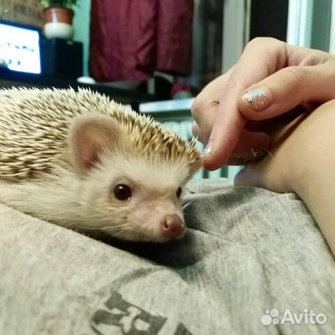 Африканский ёжик с переноской и домиком