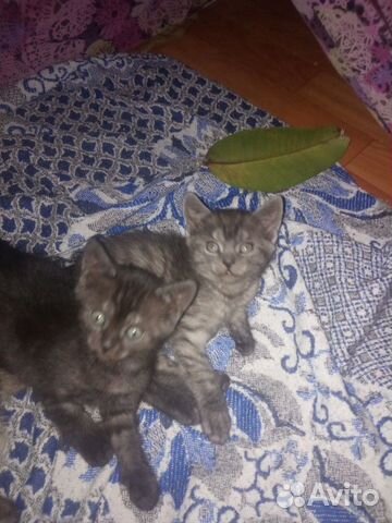 Котята сиамско-британские