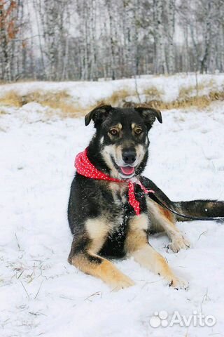 Веселый Боня в дар