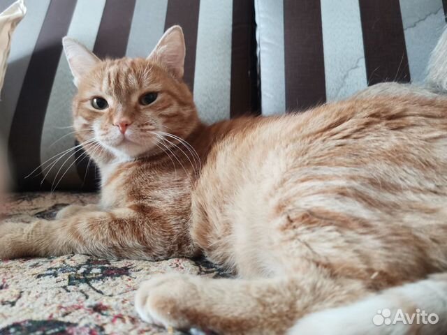 Рыжик ищет добрых хозяев