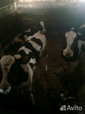 Телята на племя