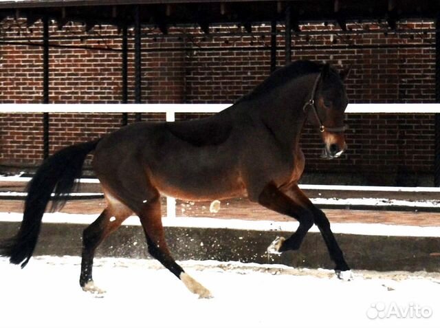 Мерин 2015 г.р. в спорт