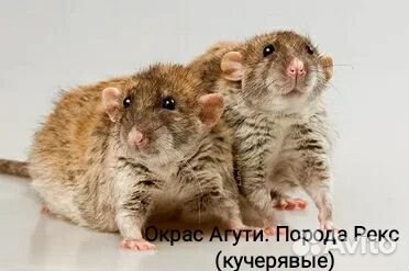 Кучерявые крыски Дамбо Рексы