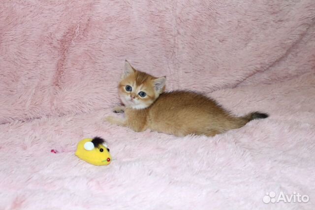 Шотландские котята