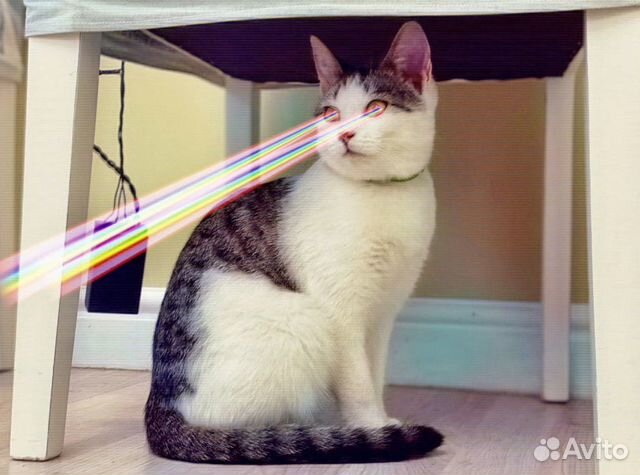 Кошка Лаура