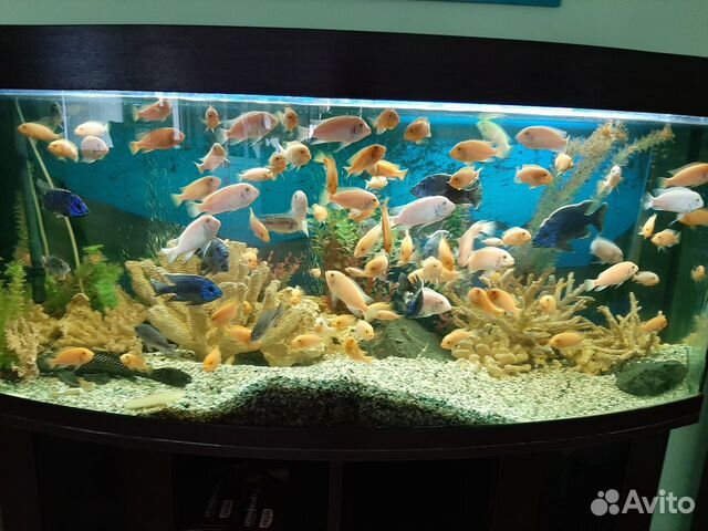 Цихлиды,рыбки аквариумные