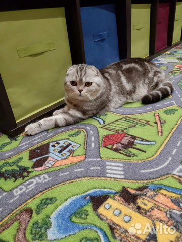 Вязка. Шотландский вислоухий