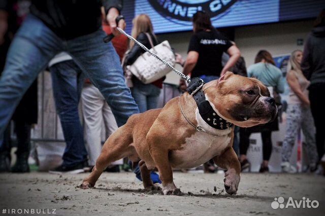 Американский Булли