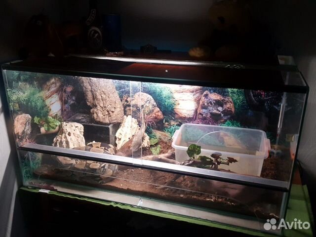 Императорский удав с террариумом. торг