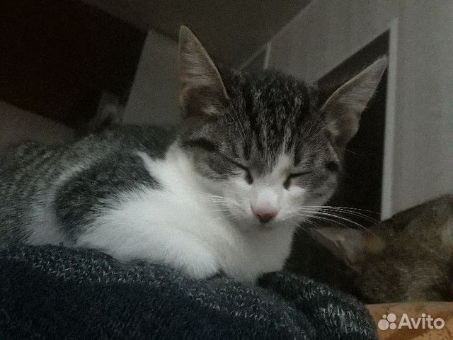 Котята 2.5 месяца