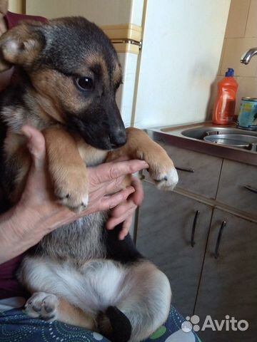 Щенок-девочка. 4 месяца. Возьмите эту радость