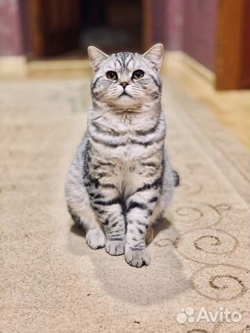 Кот для вязки