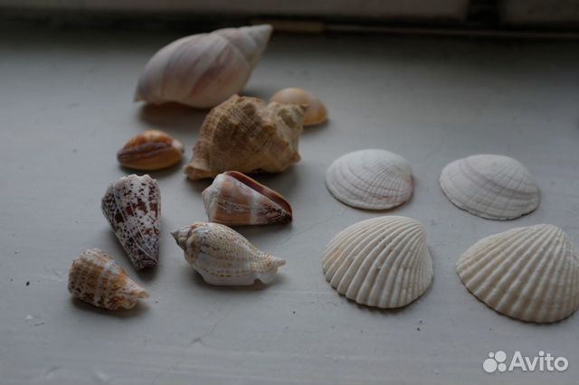 Морские ракушки и раковины натуральные