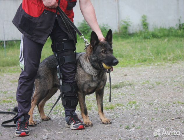 Щенки немецкой овчарки рабочего разведения
