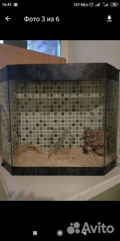 Террариум+хомячки