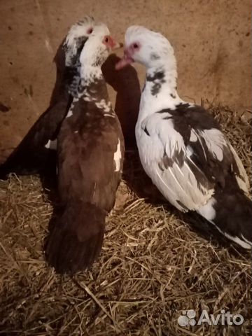 Индоутки семья