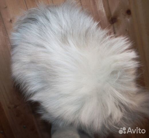 Пом шпиц лиловая крошка мерле