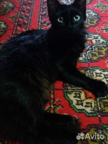 Коша в добрые руки