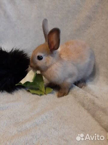 Маленькие крольчата