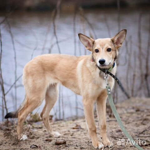 Щенок-бемби очень ищет дом