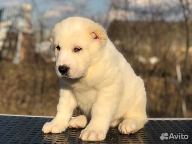 Щенок алабая белого окраса