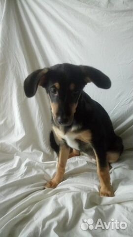 Щенок Джули в самые добрые руки