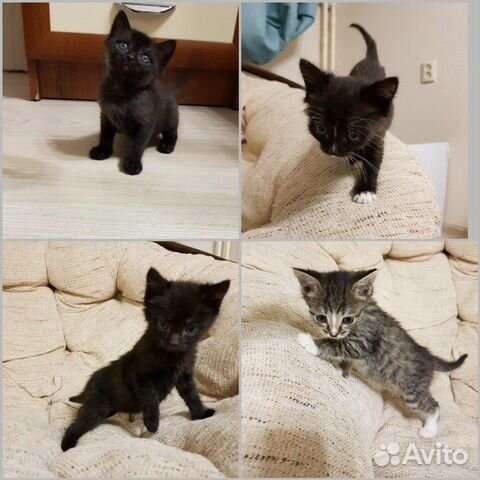 Ищу семьи для четырех 1.5 месячных котят