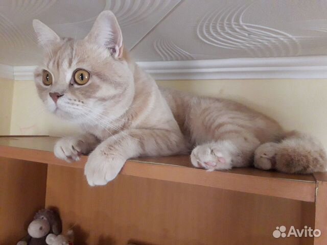Предлагаю кота для вязки или продам