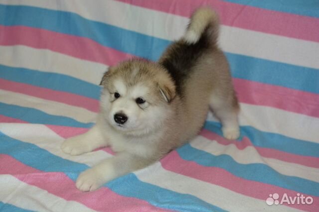 Аляскинский маламут