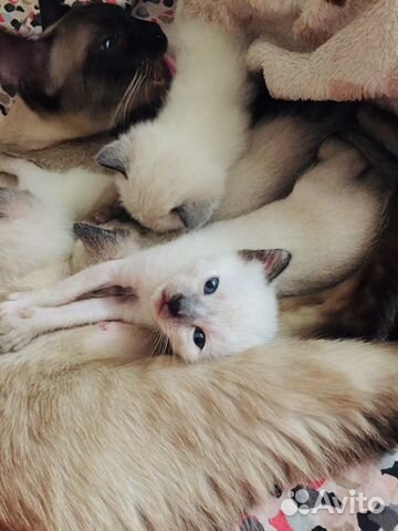 Тайские котята