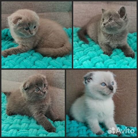 Шотландские котята
