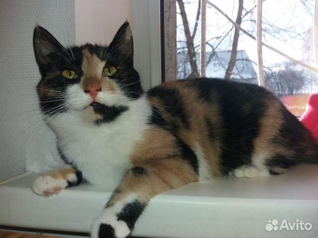 Красавица Китти в добрые руки