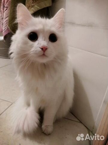 Кошка с доплатой