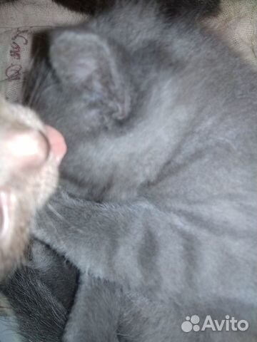 Кошки